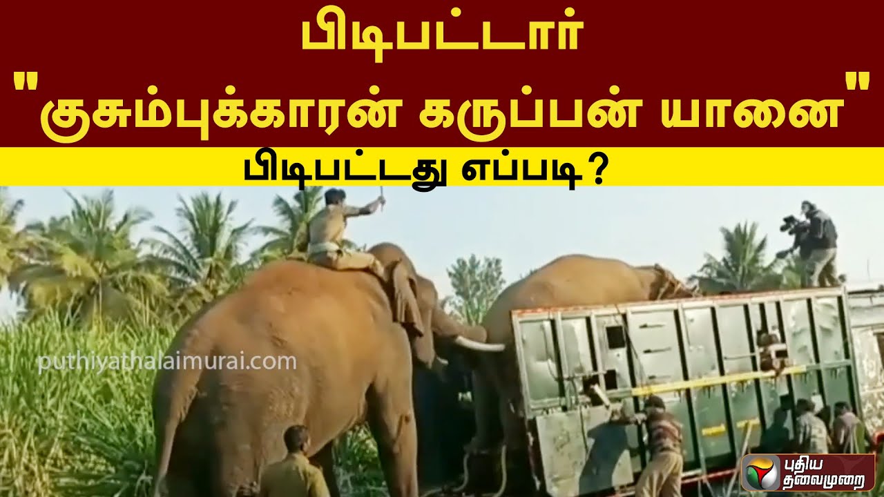பிடிபட்டார் "குசும்புக்காரன் கருப்பன் யானை ".. பிடிபட்டது எப்படி? | Erode | Elephant | PTT - YouTube