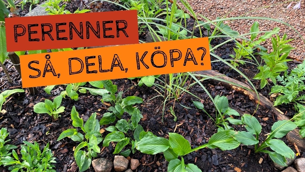 PERENNER - Köpa, så, dela, plantera. Lång blomning? Tips och lärdomar ...