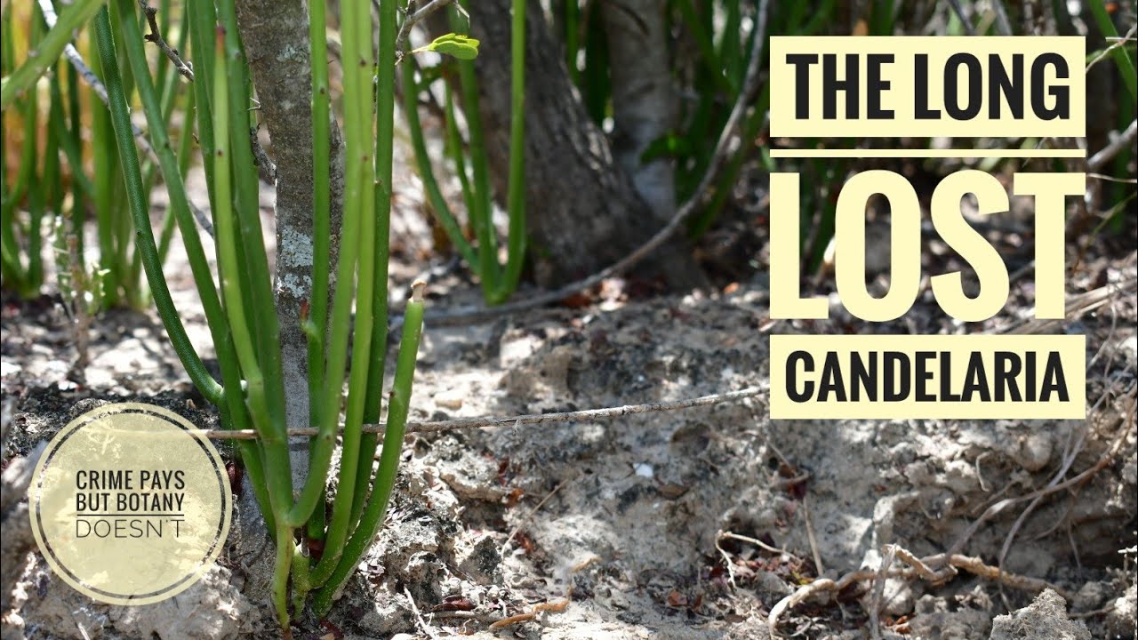 The Long Lost Candelaria - YouTube