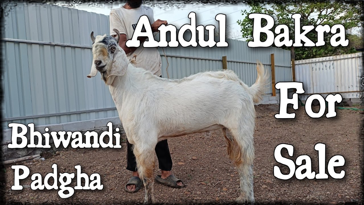 Sasta Andul Bakra in Bhiwandi | Hindustani Farm - YouTube