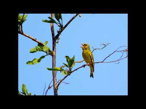 Canto de verderón para reclamo - canto del verderón campero - canto del verderón común