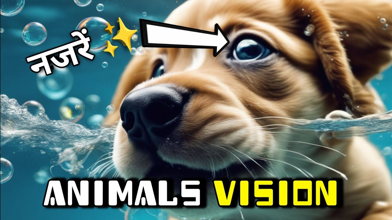 Different Vision Of Animals || Factsteller - YouTube