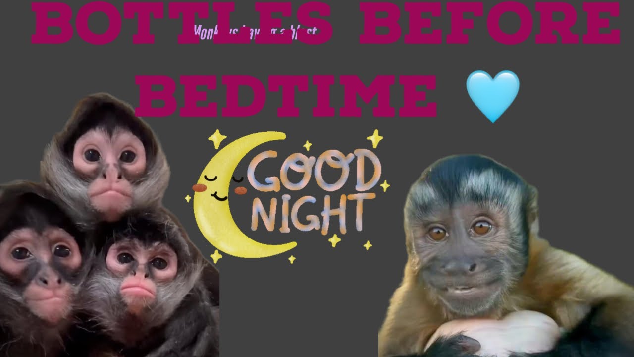Bedtime bottles🩵 #monkey - YouTube