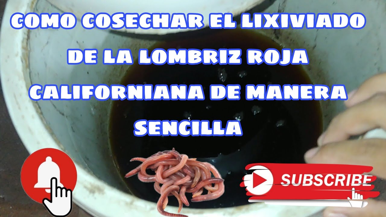 como cosechar el lixiviado de la lombriz roja californiana de manera ...