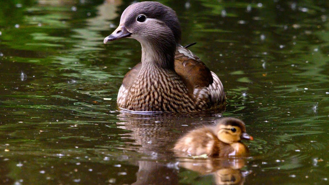 Beautiful khaki ducks in sabzazar || egg lying ducks - YouTube