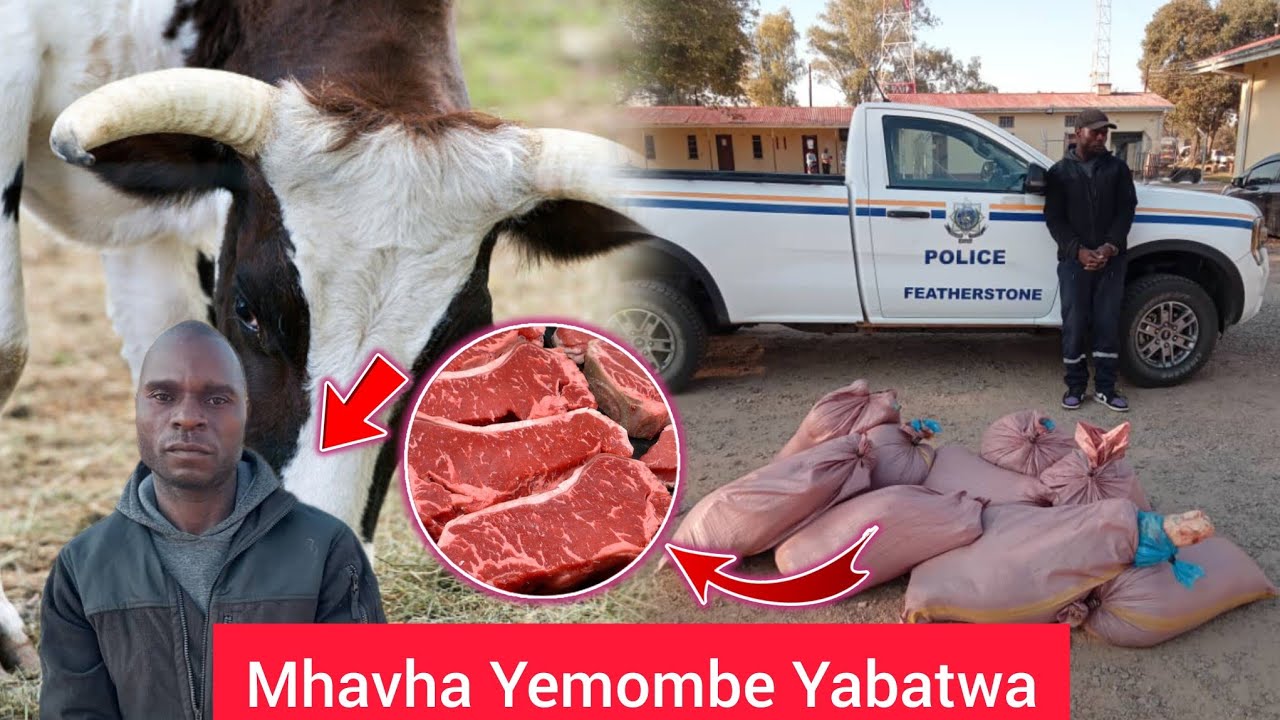 Honai 😲!! Mbavha iye yemombe yakasiya yauraya mombe KuMvuma yazobatwa ...