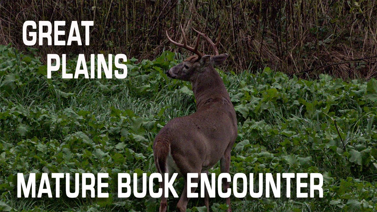 Buck Movement Begins | Great Plains - YouTube