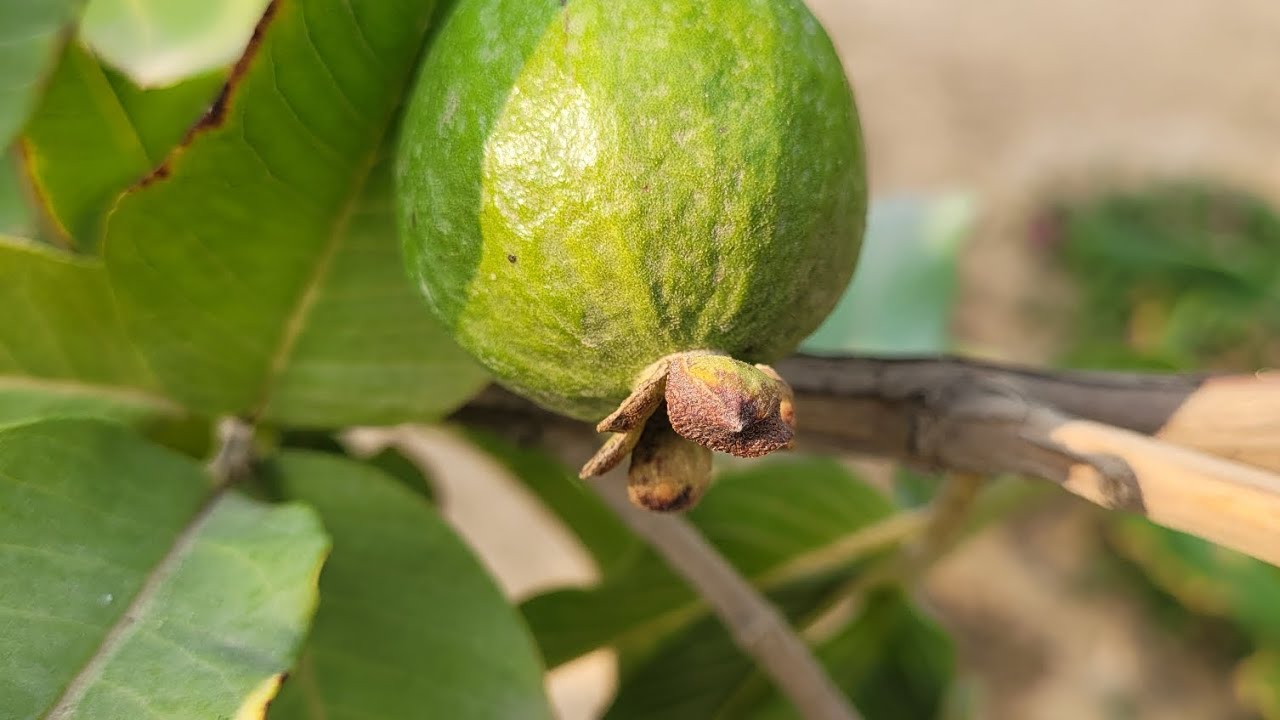 I'm looking for half ripe guavas. - YouTube