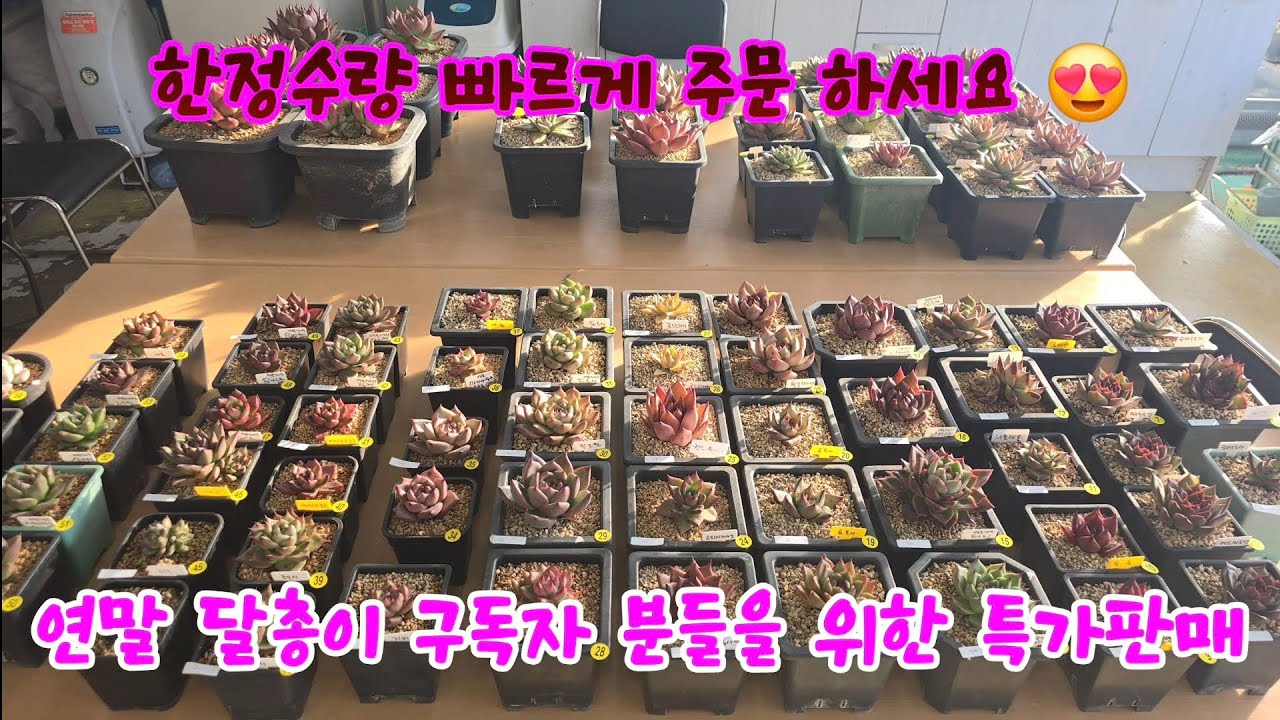 2024년 달총이 구독자 님들을 위한 재경다육농원 선별된 다육이들 최대 80 특별 할인판매 한정수량 서두르세요 묵둥이 창 다육이 선별종 재경다육농원 달콤한총각