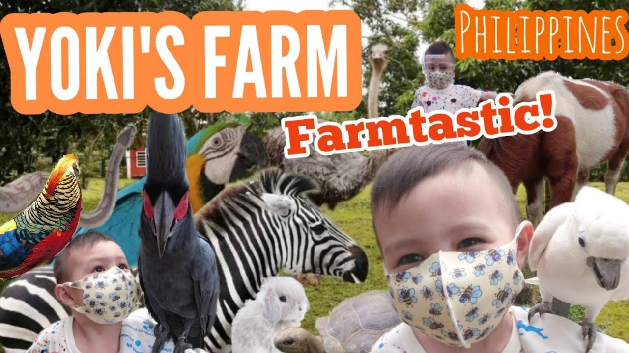 Meet & Play with the Adorable Animals - Yoki's Farm (4K HD ...