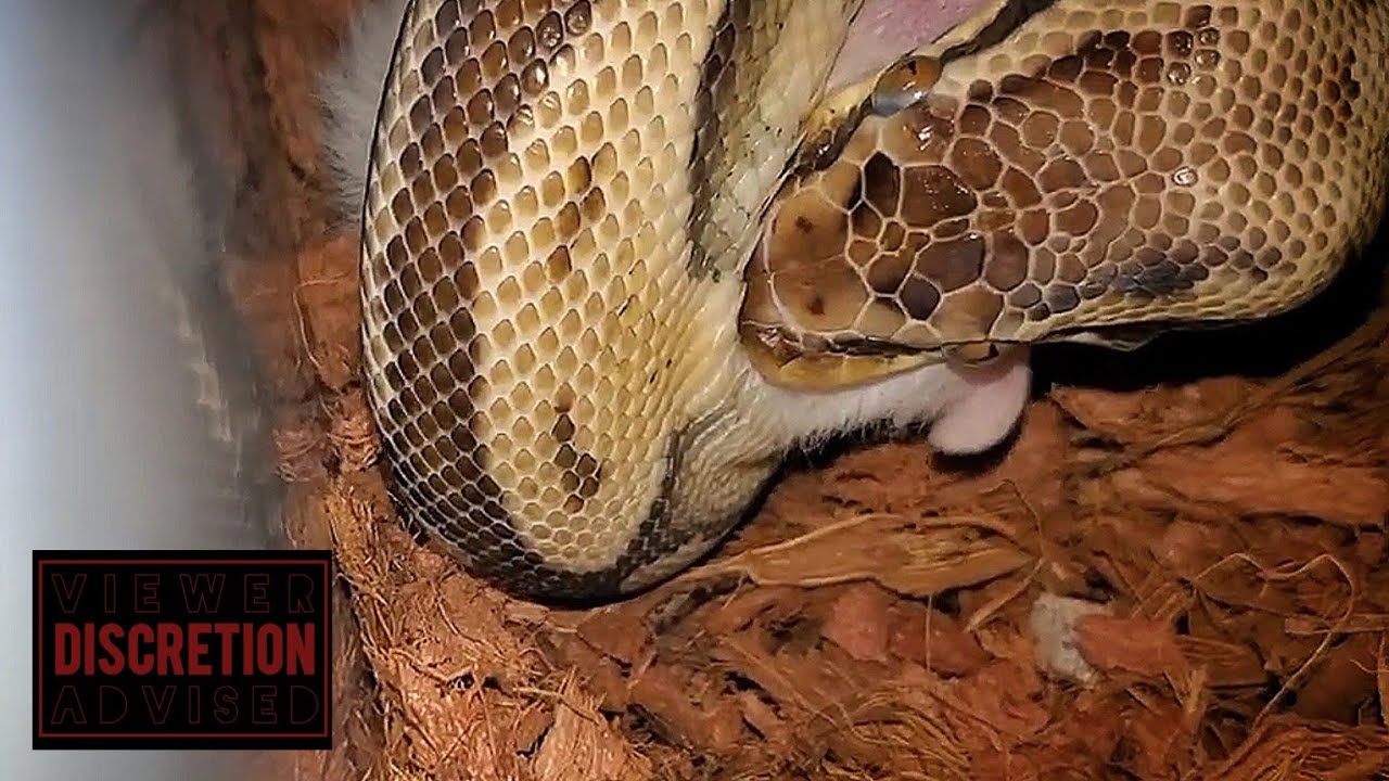 Ball Python Strikes Live Rat! Blink & You'll Miss It! | Live Feeding - YouTube