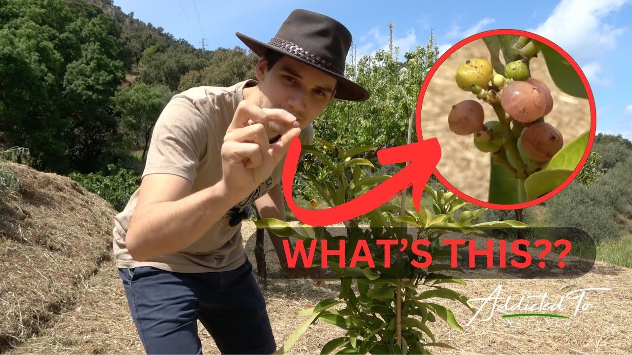 Taste Test: GIN BERRY - Glycosmis Trifoliata - Addicted To Nature - YouTube