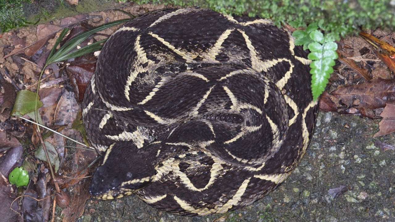 Cobra JARARACUÇU enorme na trilha de Educação Ambiental - Bothrops ...