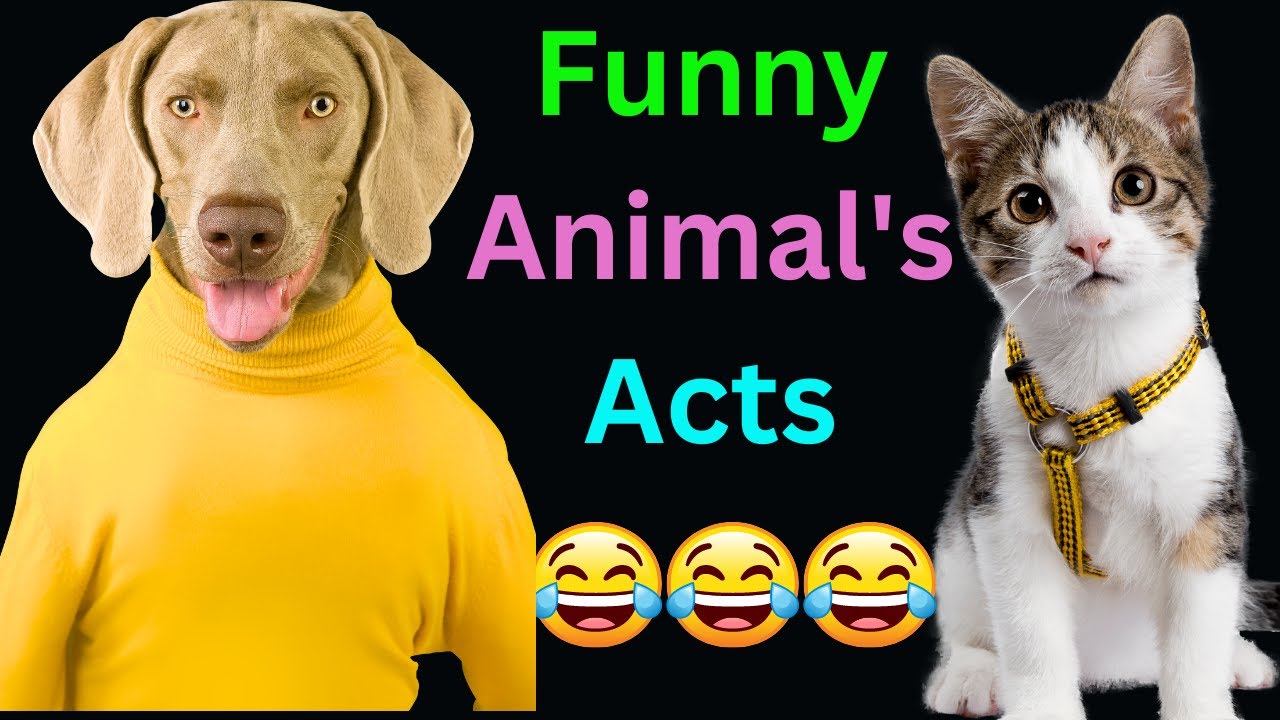 Funny Animal Acts - YouTube