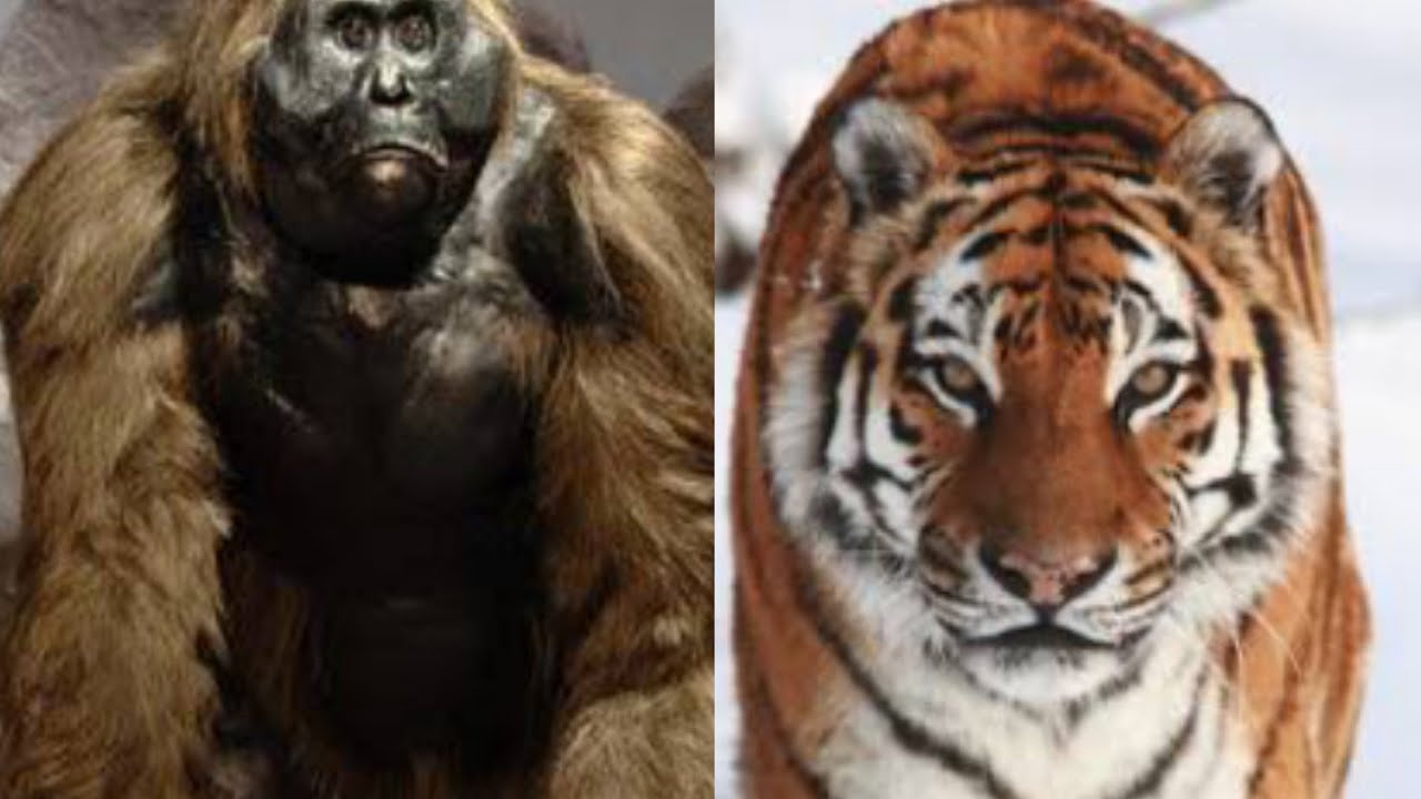 Gigantophitecus vs Tigre - YouTube