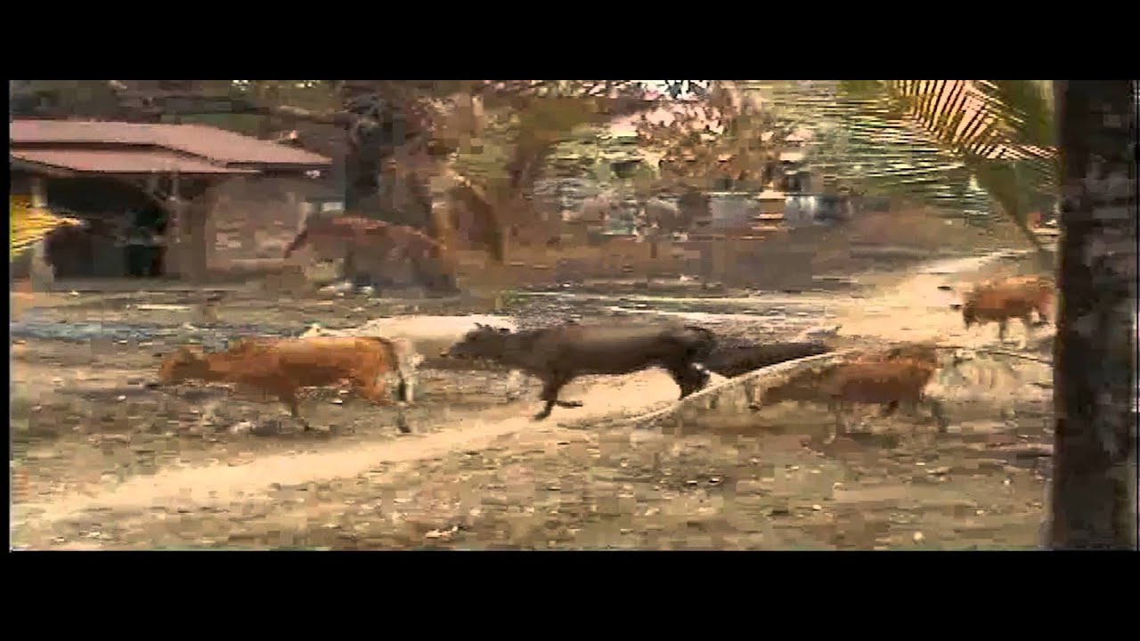 Dog chases Cows out of Temple - YouTube