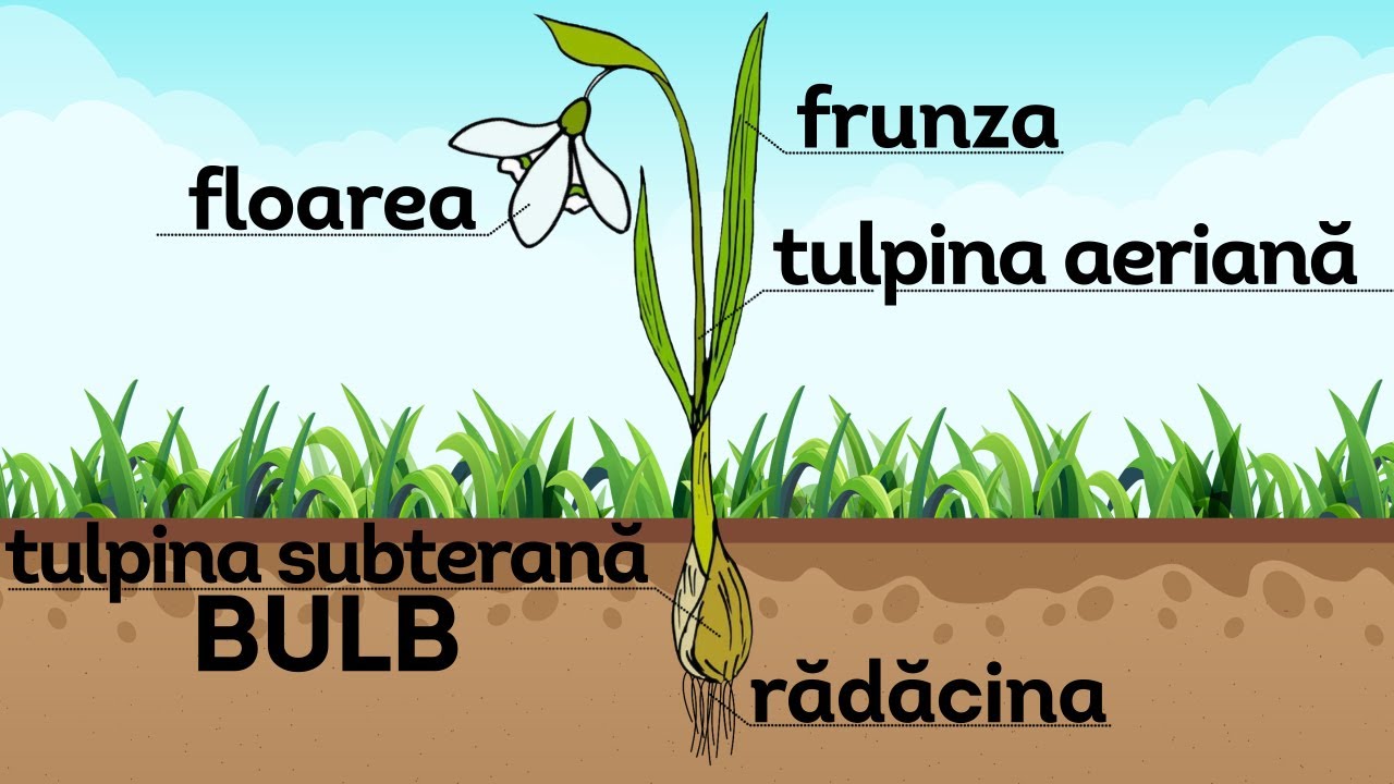 Ghiocelul - observare #GrădinițaPiticilor - YouTube