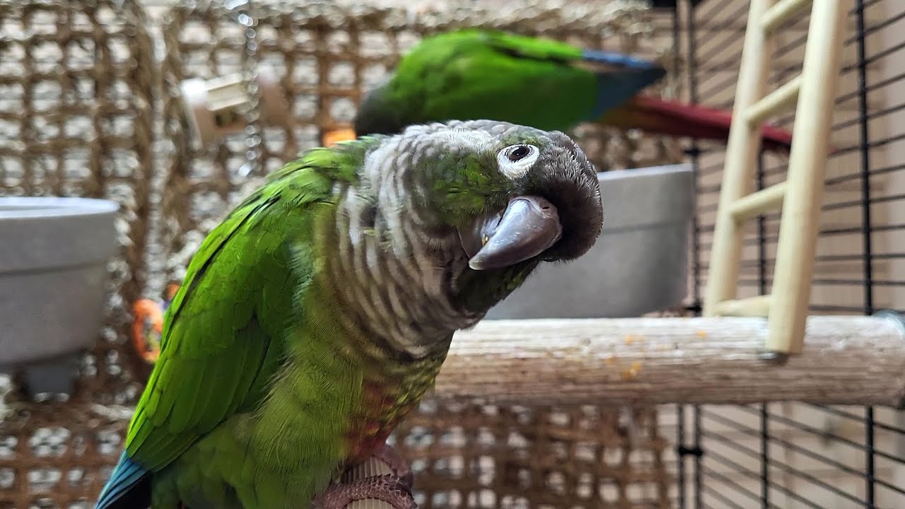 happy conure parakeet sounds - YouTube