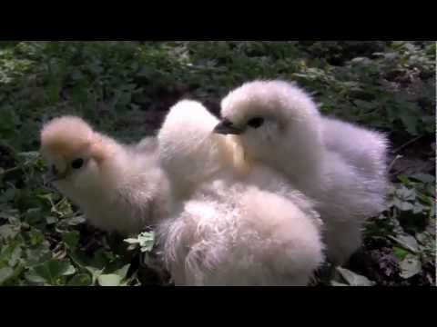 Three ADORABLE Baby Silkie Chicks - YouTube