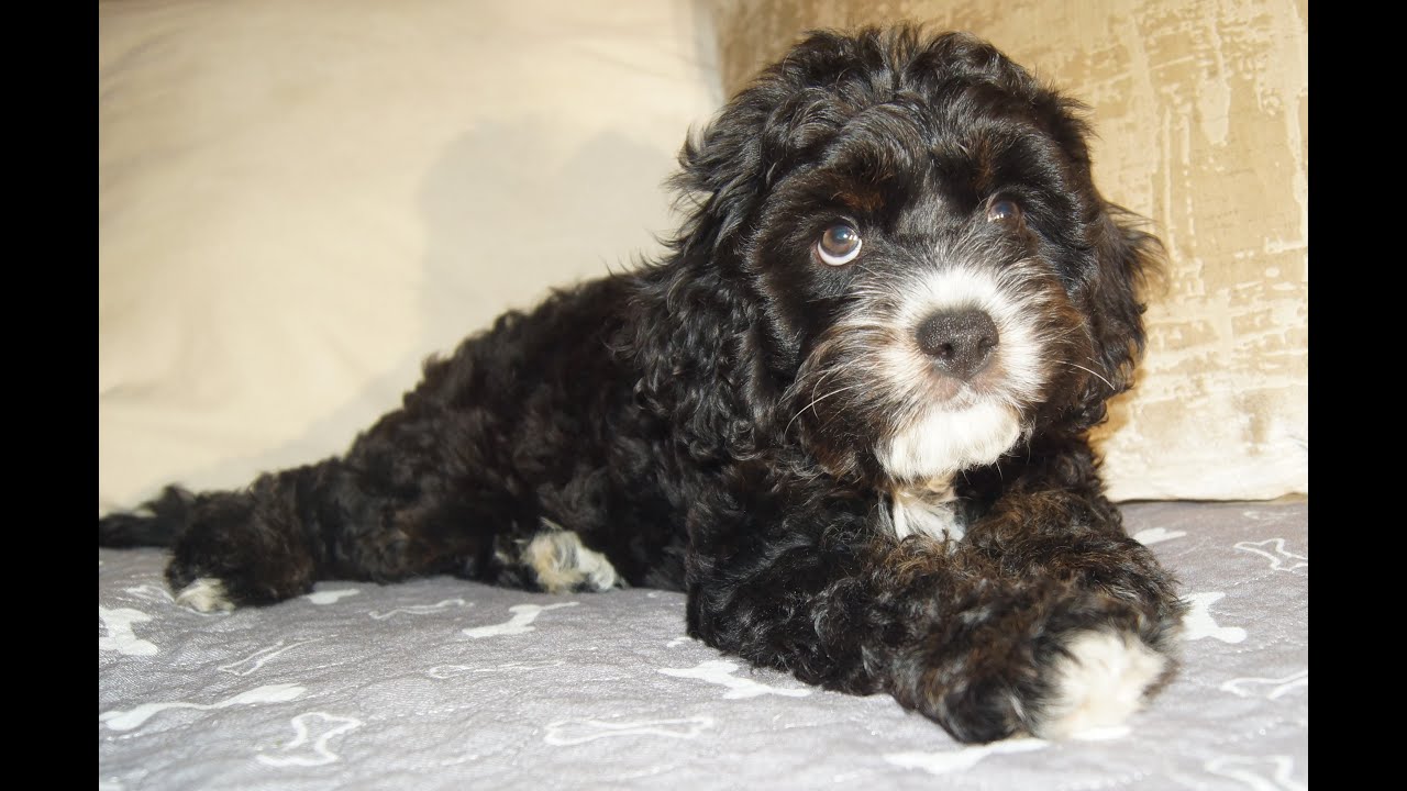 CHASE the boy Cavapoo - YouTube