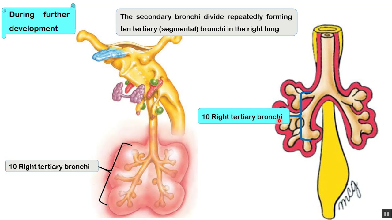 Special Embryology DEVELOPMENT OF THE RESPIRATORY SYSTEM - YouTube