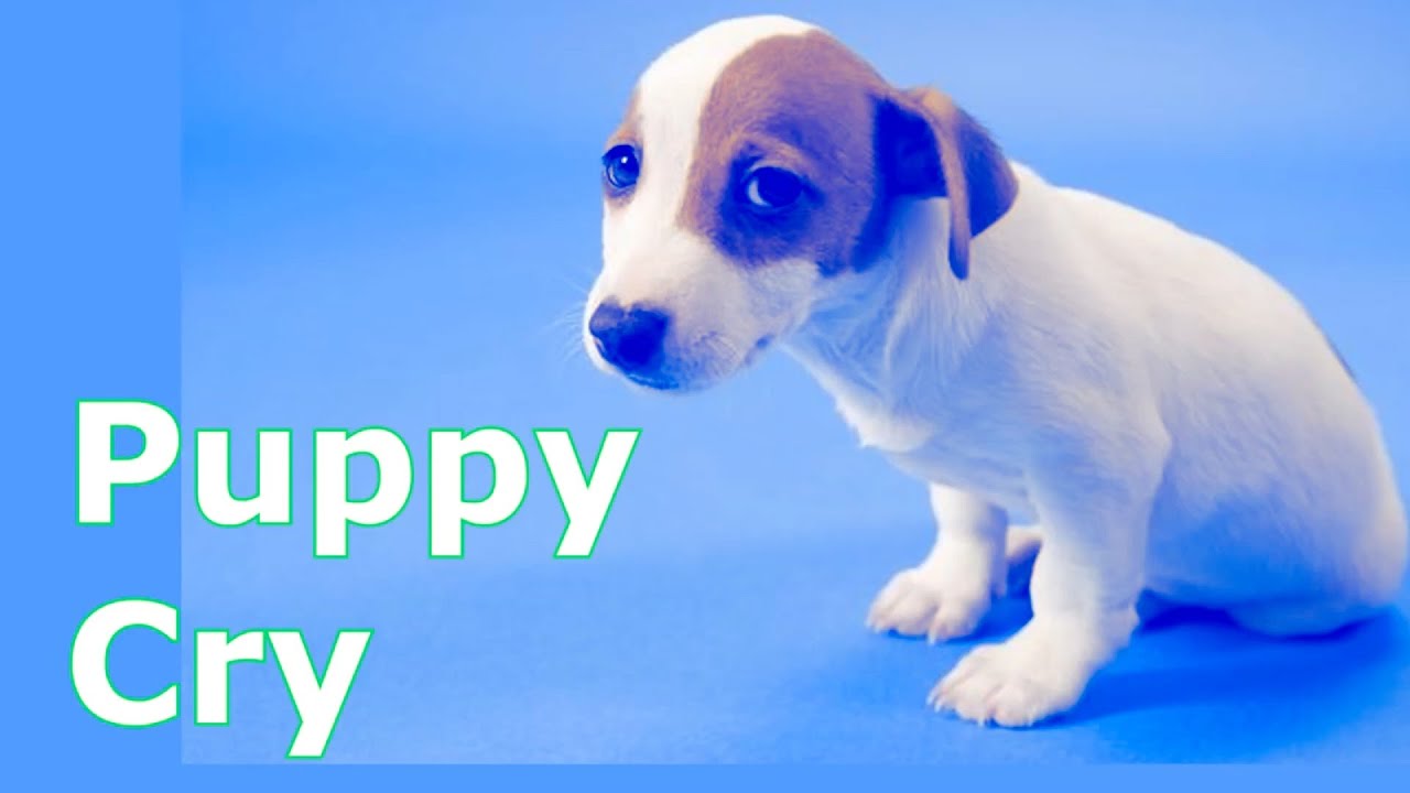 Puppy Crying Sound ~ Dog Crying Sound Effect to Stimulate Your Dog ...