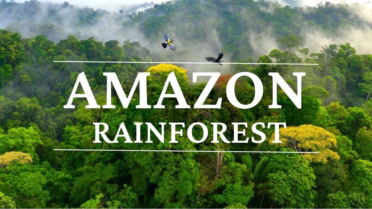 Can We Save the Amazon Rainforest? Unfolded Timelines - YouTube