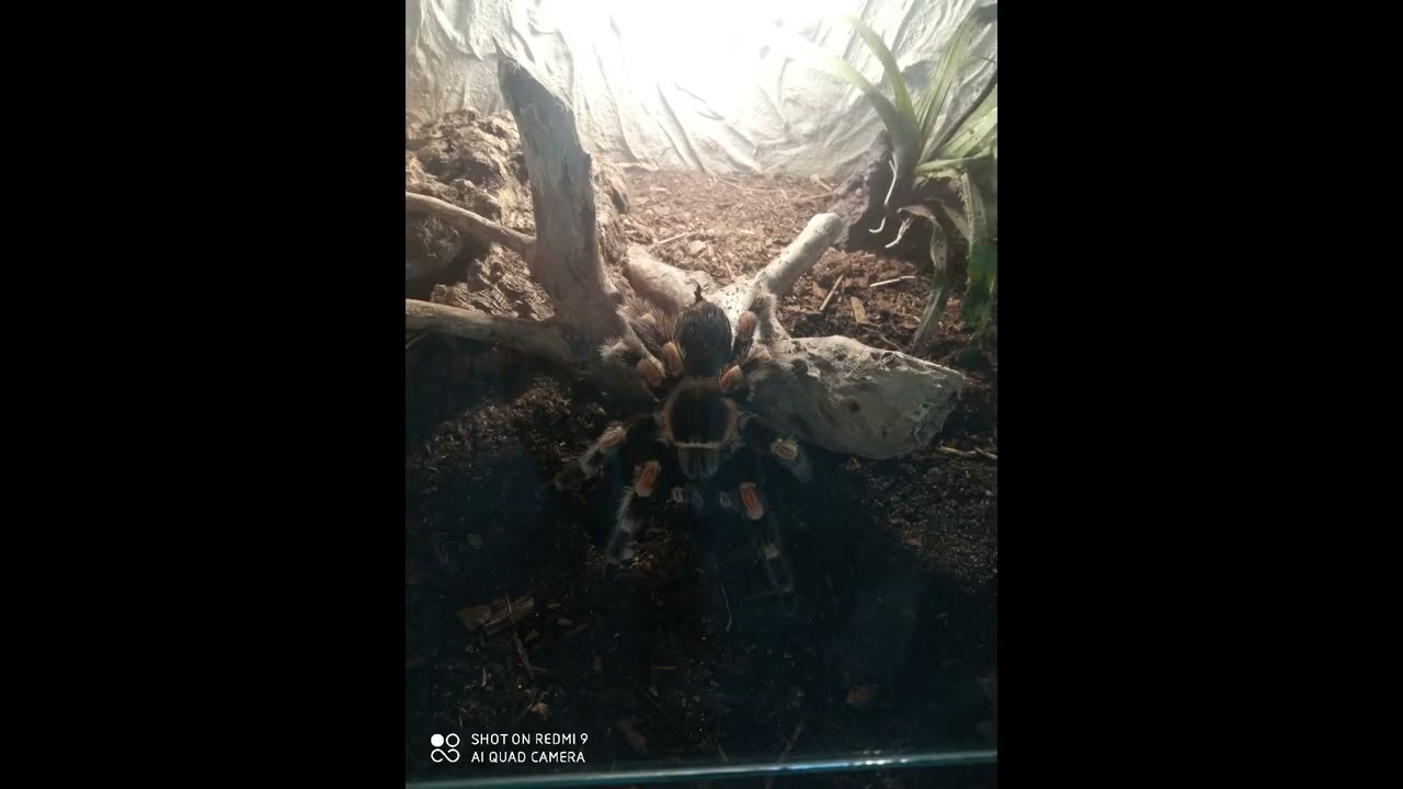 Big-Spiders Presentation - YouTube