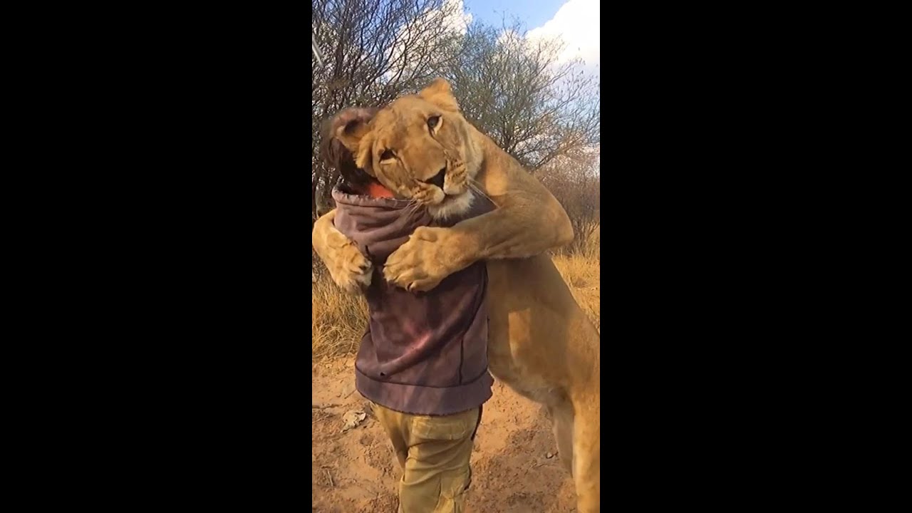 Incredible Lion, Emotional & Human friendship best video - YouTube