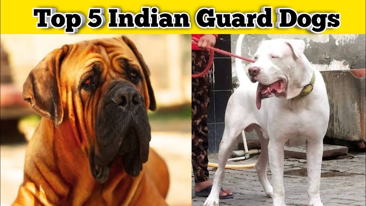 Top 5 Indian guard dogs || Indian guard dog breeds || best guard dog in ...