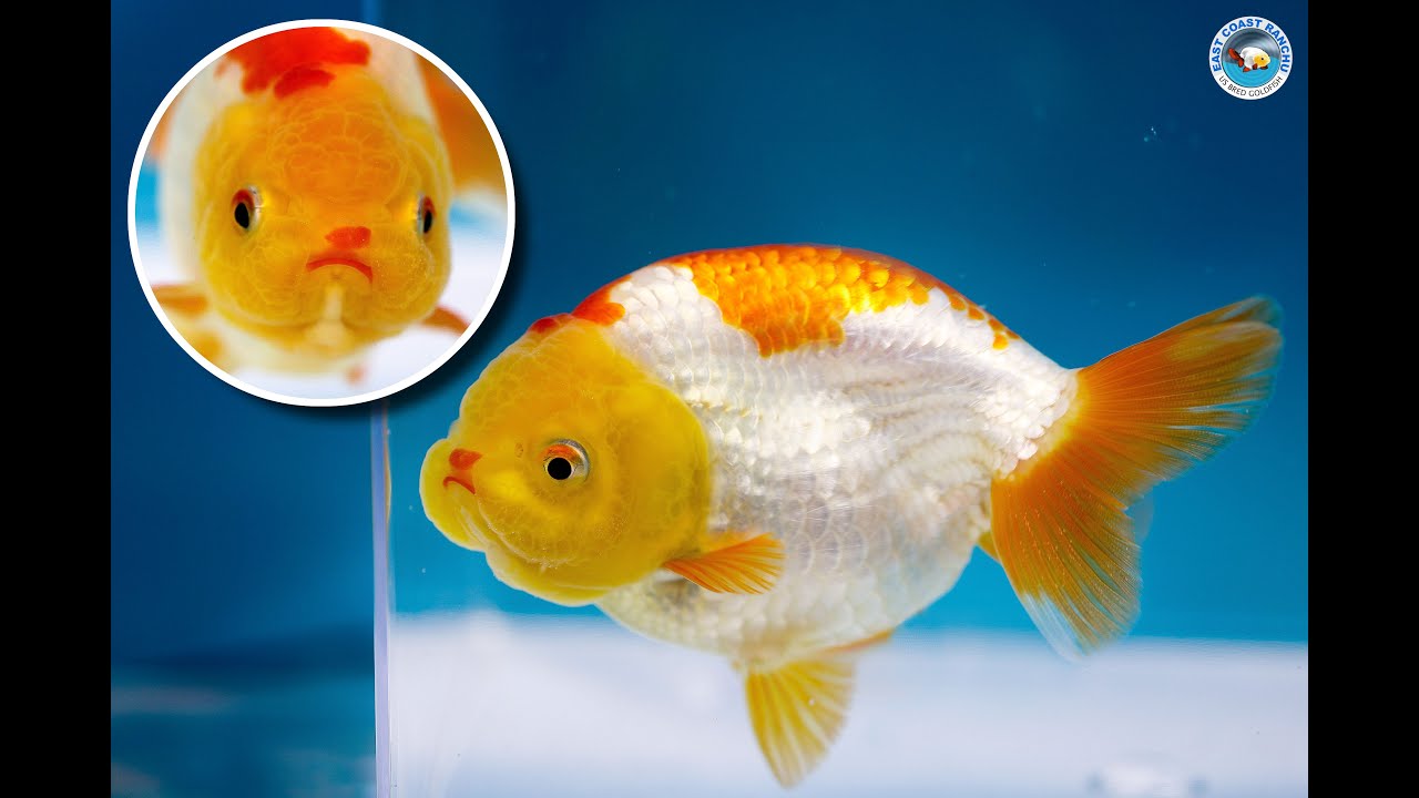 SOLD | Ranchu Goldfish for Sale *FB1337 - YouTube
