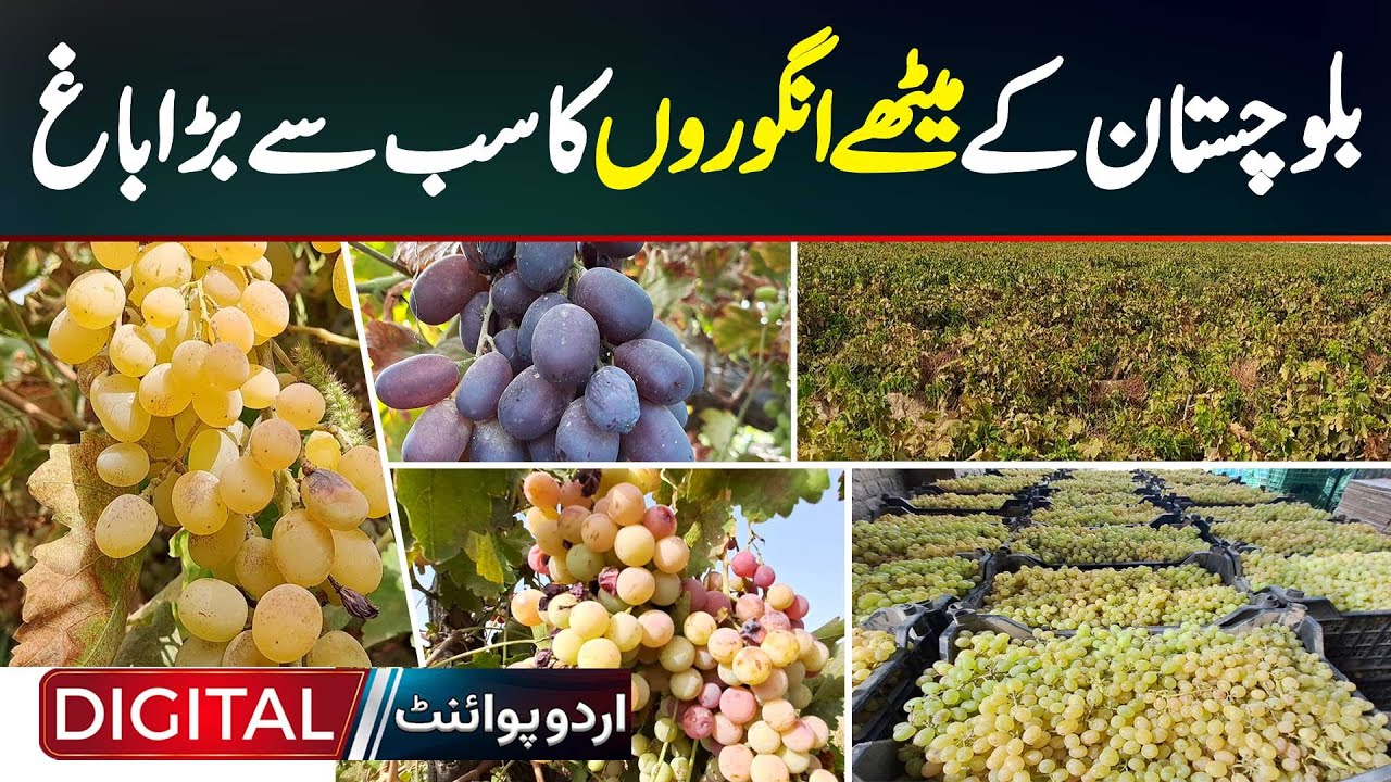 Largest Orchard Of Sweet Grapes In Balochistan | How To Grow Amazing ...
