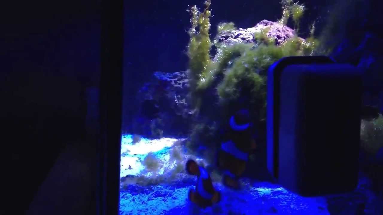 Clown fish mating behavior - YouTube