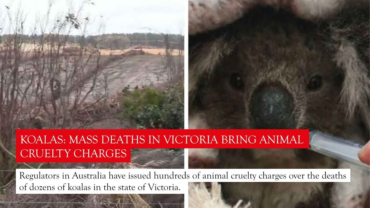 Koalas: Mass deaths in Victoria bring animal cruelty charges - YouTube