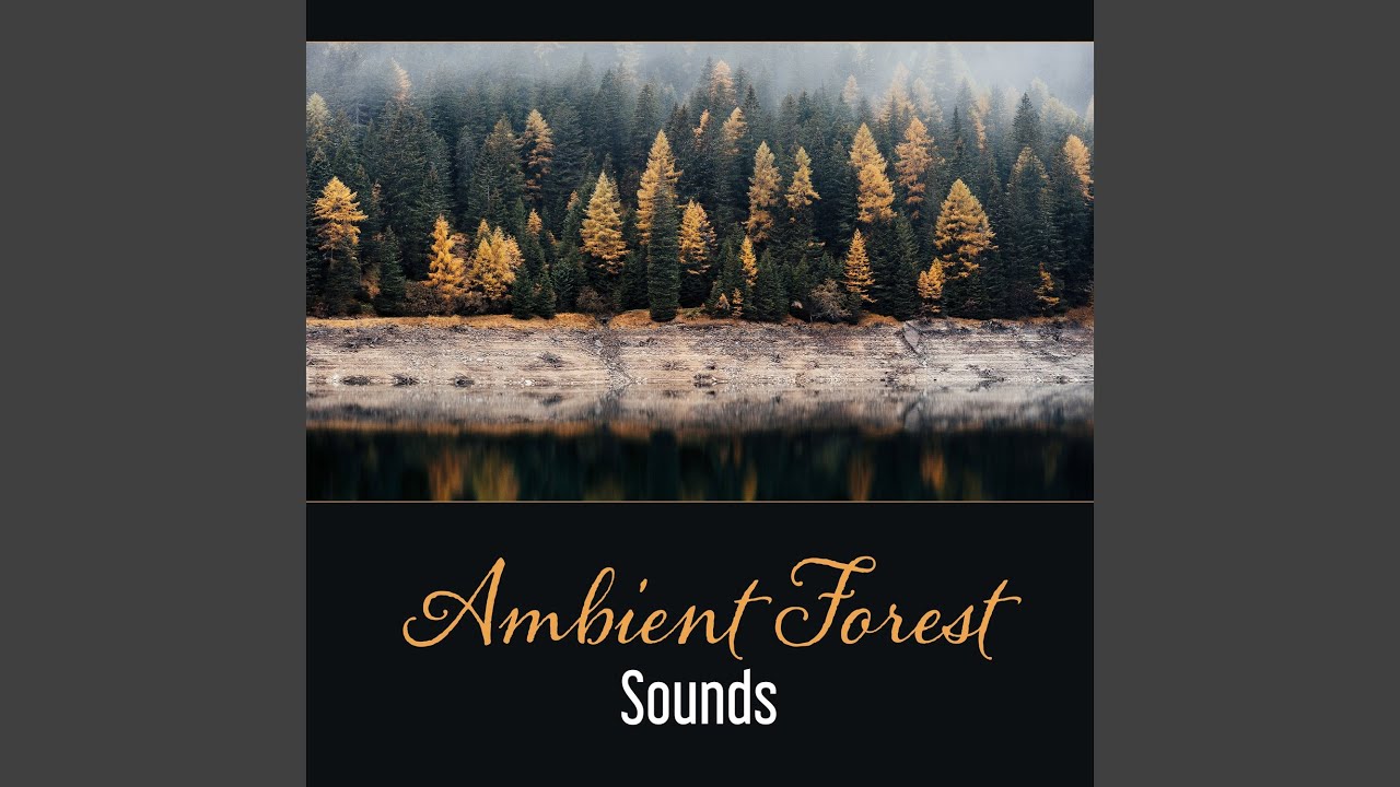 Ambient Forest Sounds - YouTube