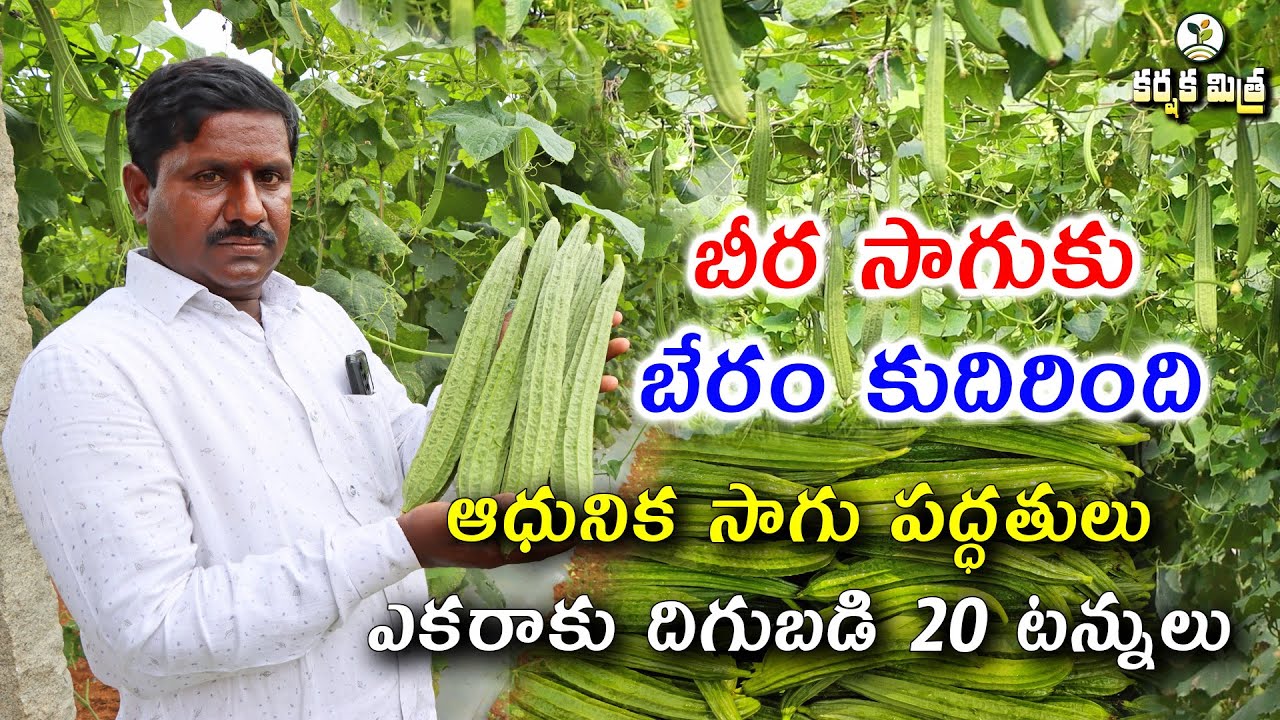 పందిరి బీర సాగులో డబ్బుల వర్షం || Huge Profits in Ridge Gourd Farming ...