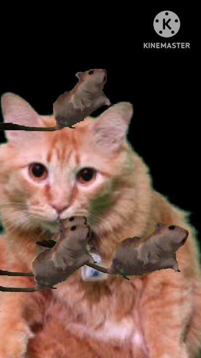 Cat and Rat - YouTube