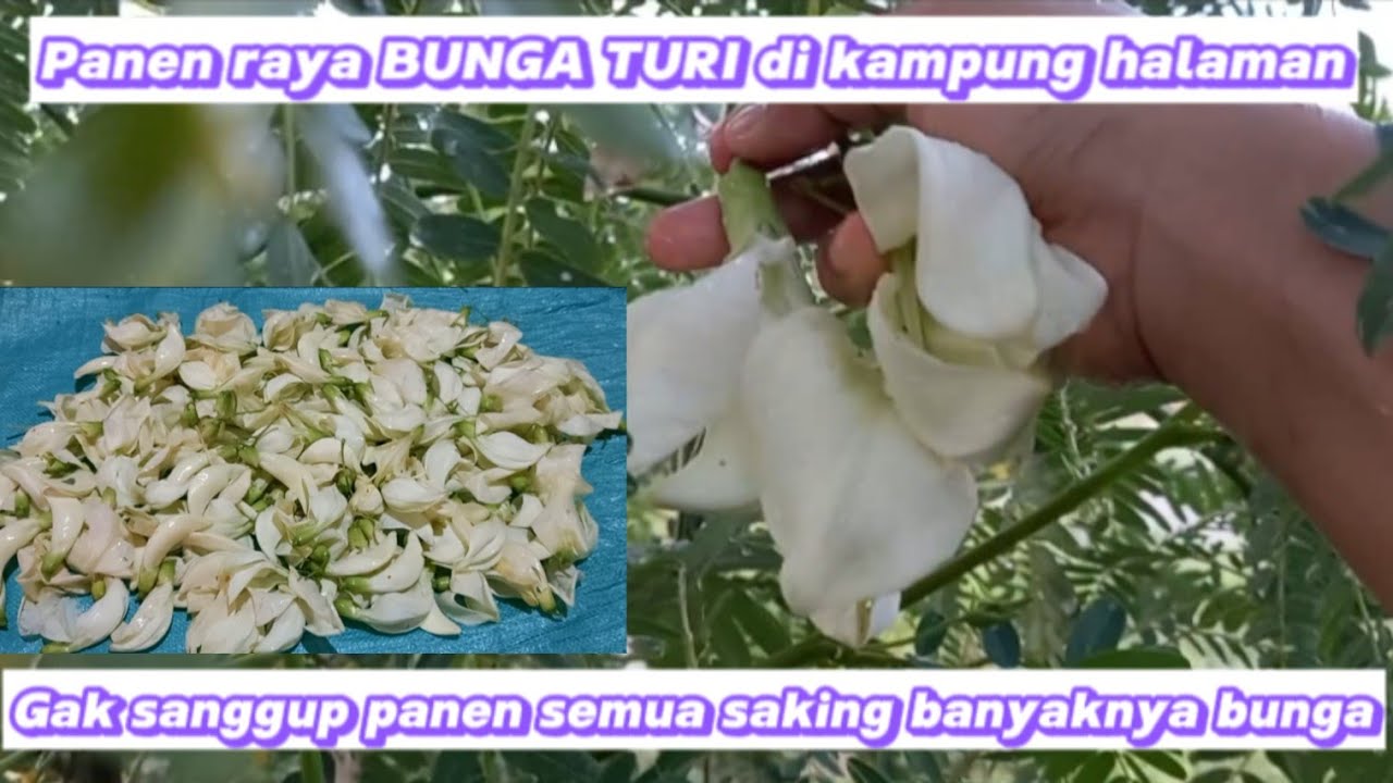 PANEN BUNGA TURI/KEMBANG TURI DI PINGGIR SAWAH‼️GAK SANGGUP PANEN SEMUA ...