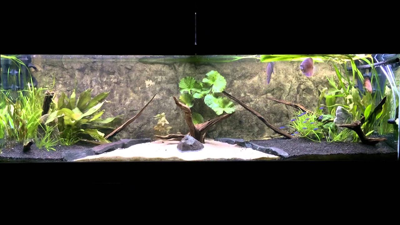 150 gallon discus aquarium - YouTube