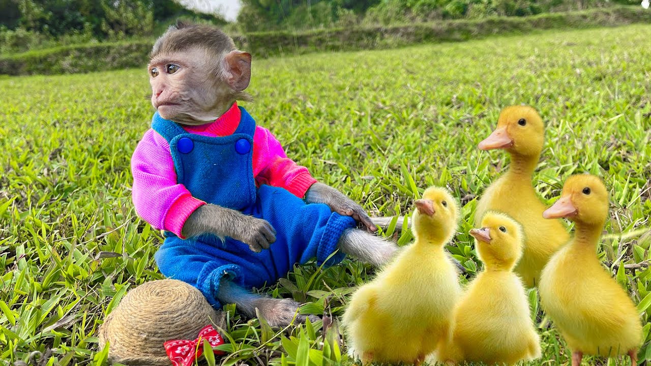Baby monkey Bon Bin fishing herding duckling with Amee Little cat ...