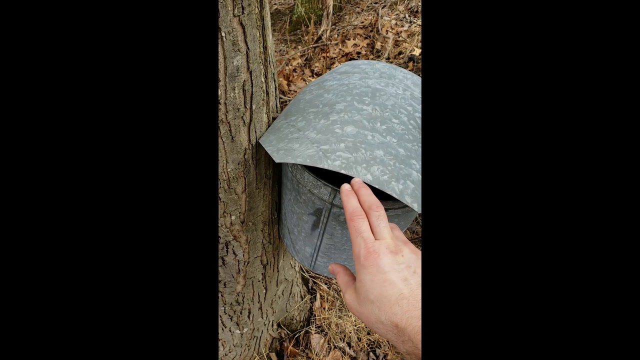 Maple Syrup - Sap Gathering Basics - YouTube