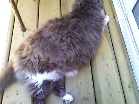 20 pound cat - YouTube