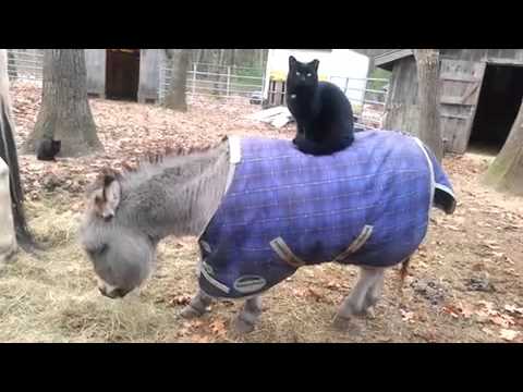 Cat rides miniature donkey - YouTube