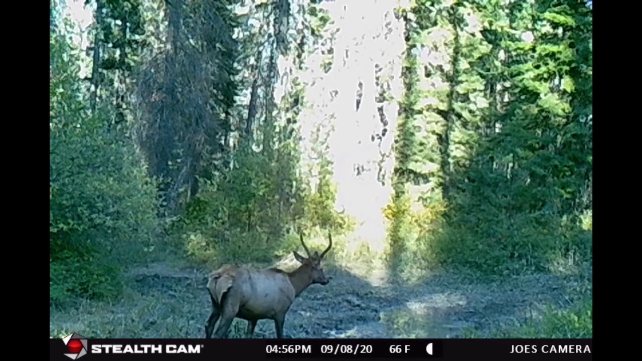 A week at the elk wallow - YouTube