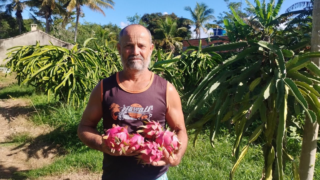 TENHO 17 TIPOS DE PITAYA - YouTube