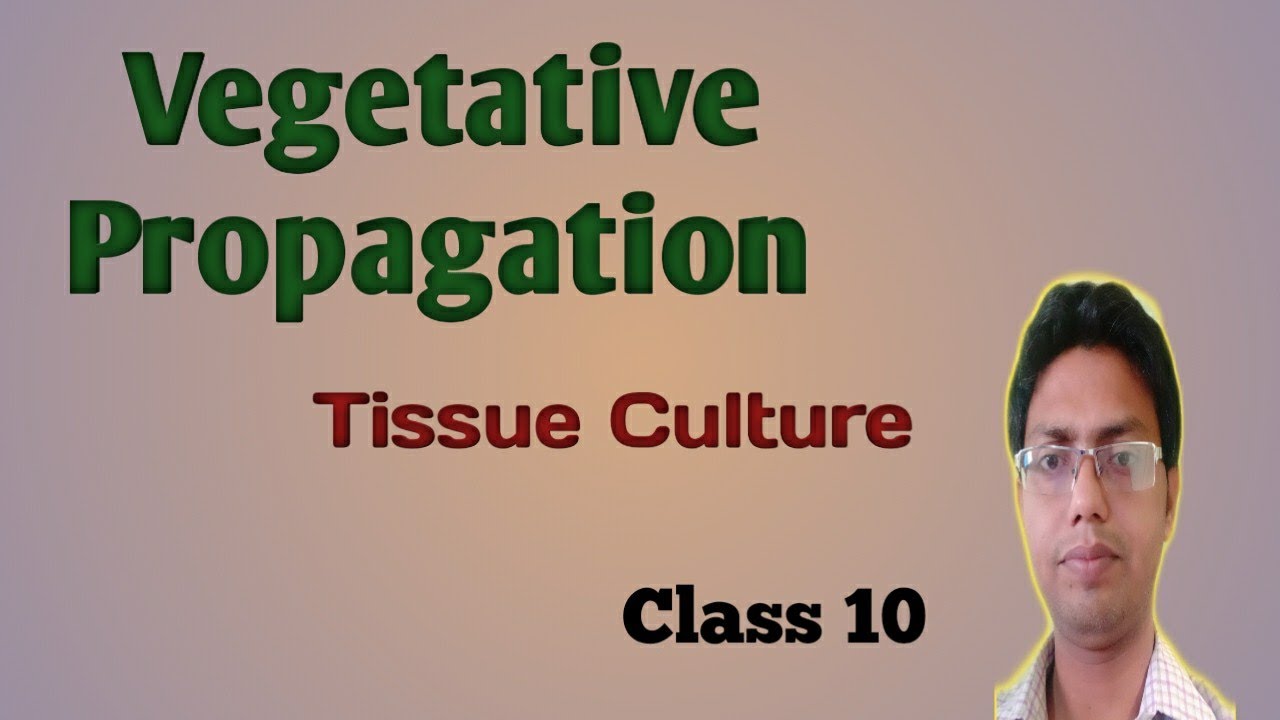 Vegetative Propagation Tissue culture Asexual Reproduction in plant How ...