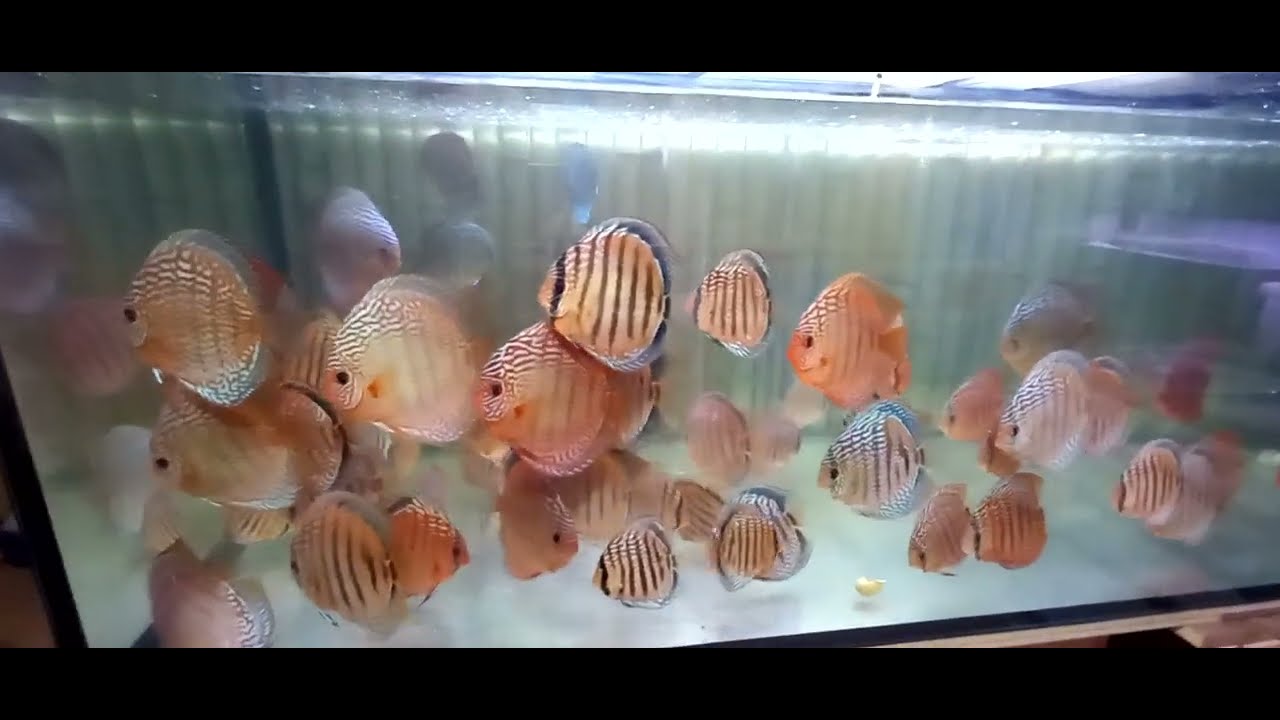 Meine selbst aufgezogenen Discus werden immer riesiger und schöner - 1120 l Becken - 04.12.2024 ...