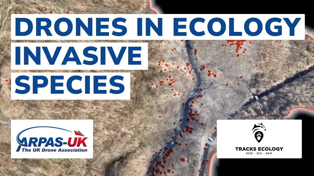 Drones in Ecology - Invasive Species - TRACKS ECOLOGY - YouTube