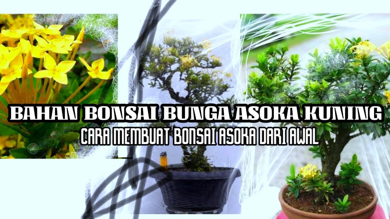 BUNGA ASOKA KUNING, CARA MEMBUAT BONSAI ASOKA KUNING - YouTube