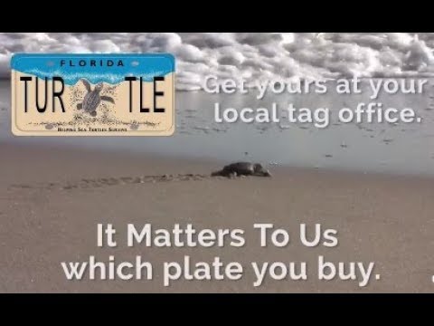 Support Sea Turtle Conservation in Florida with the Sea Turtle License ...